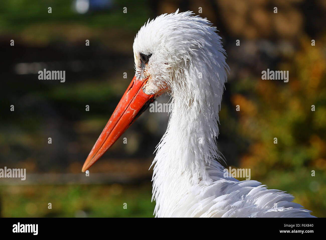 Portrait of a white stork Stock Photo - Alamy