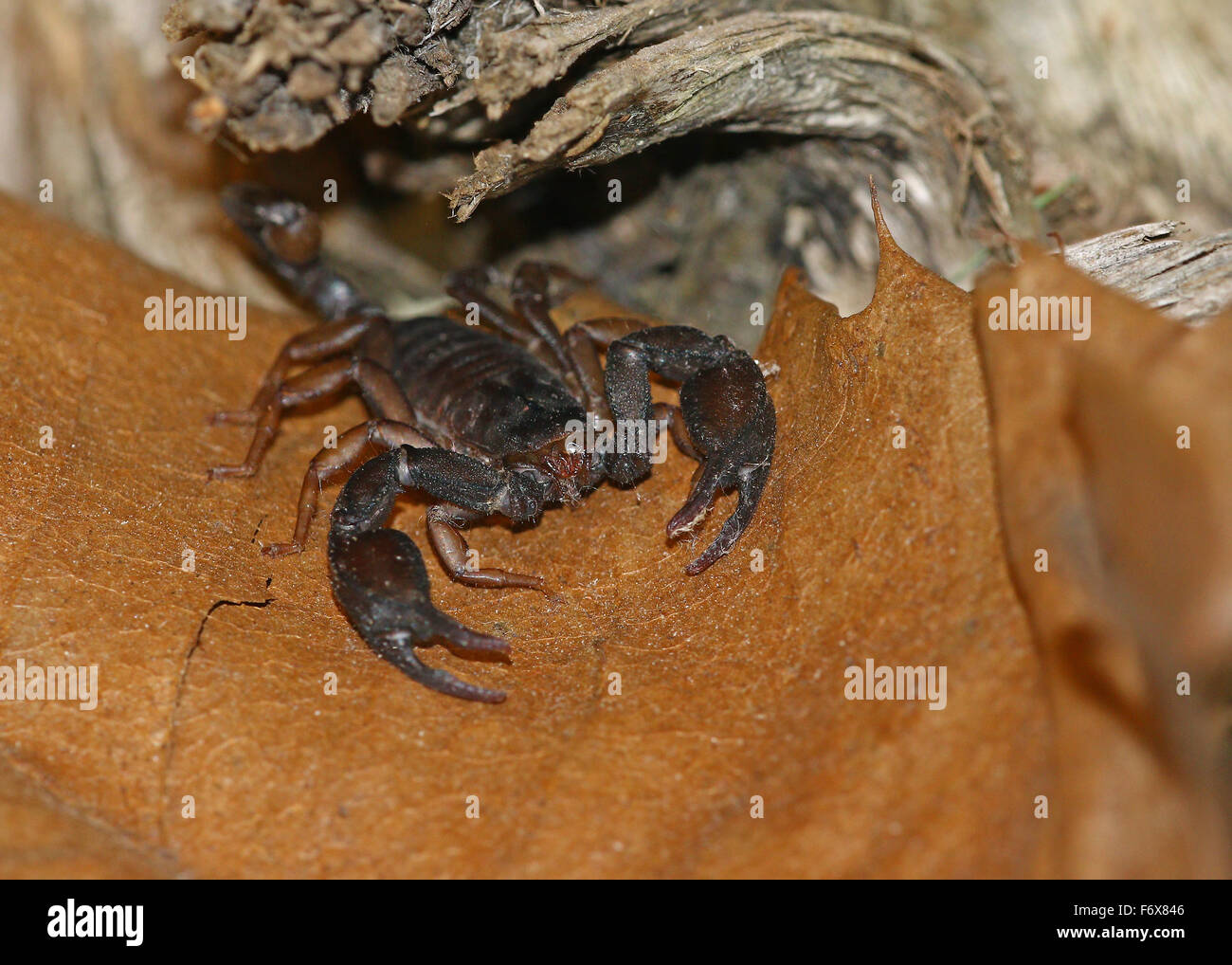 Scorpion on a dead leaf under a piece of wood Stock Photo - Alamy