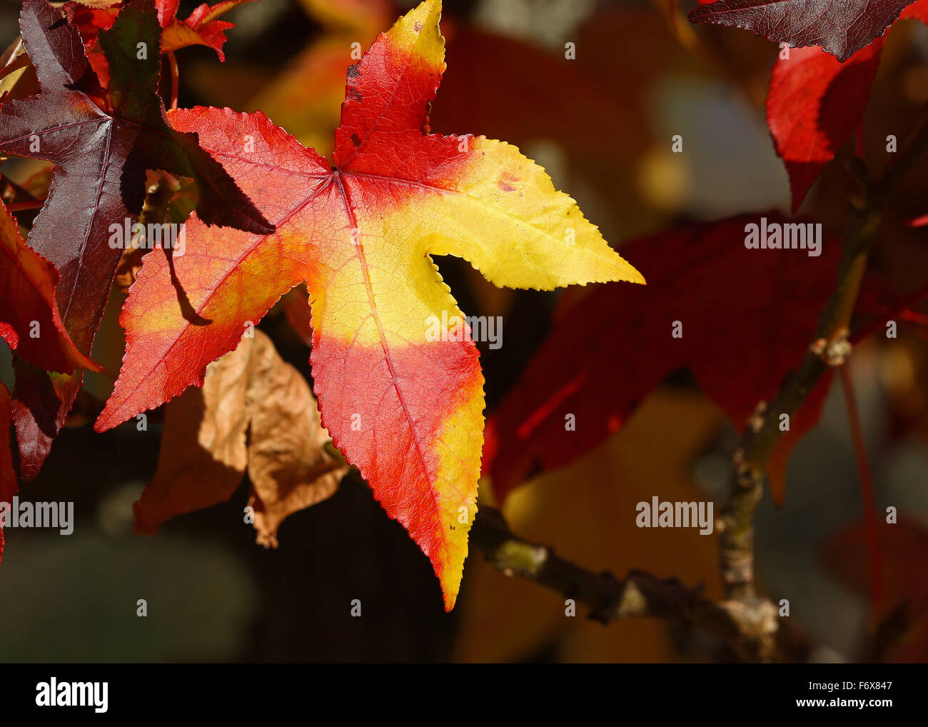 Colorful autumn leaf changing color Stock Photo - Alamy