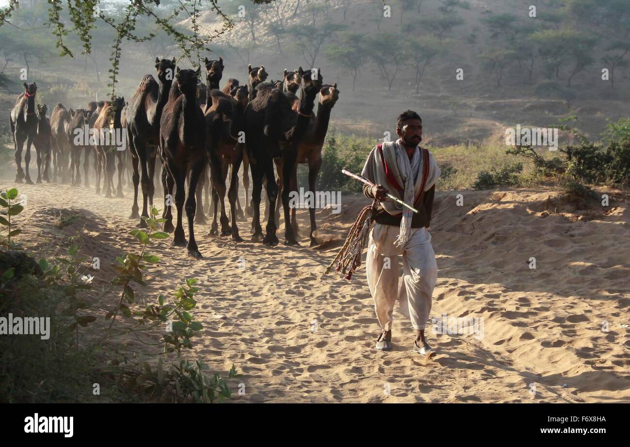 Ajmer, India. 20th Nov, 2015. An animal trader with his camels arrives ...