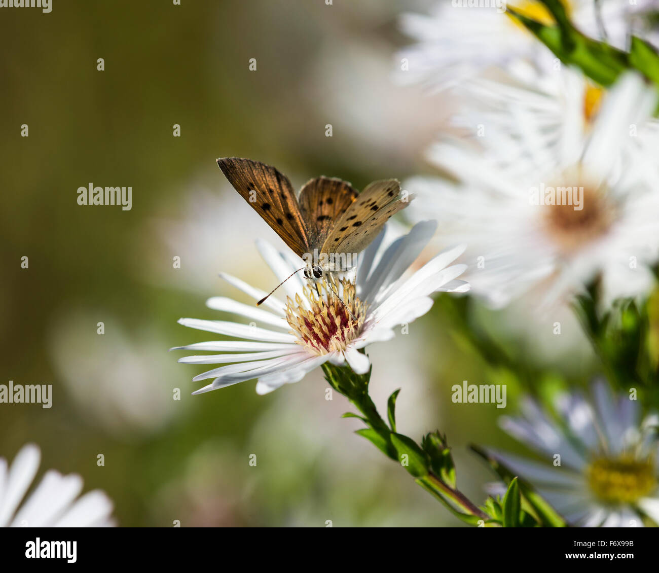 Copper Butterfly (Lycaenidae) seeks nectar from aster blossoms; Astoria ...