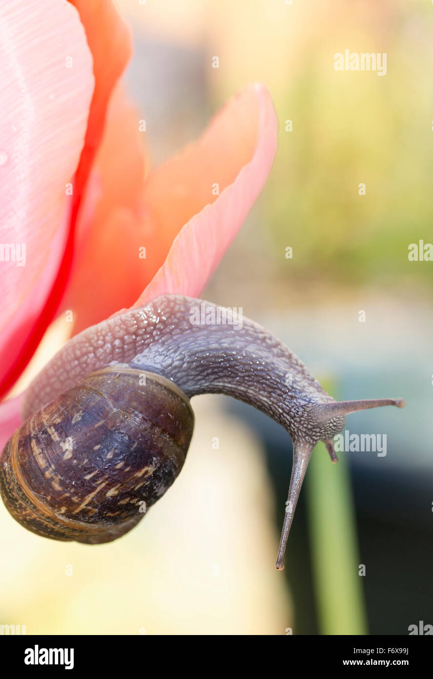 Tulip Snails Nc