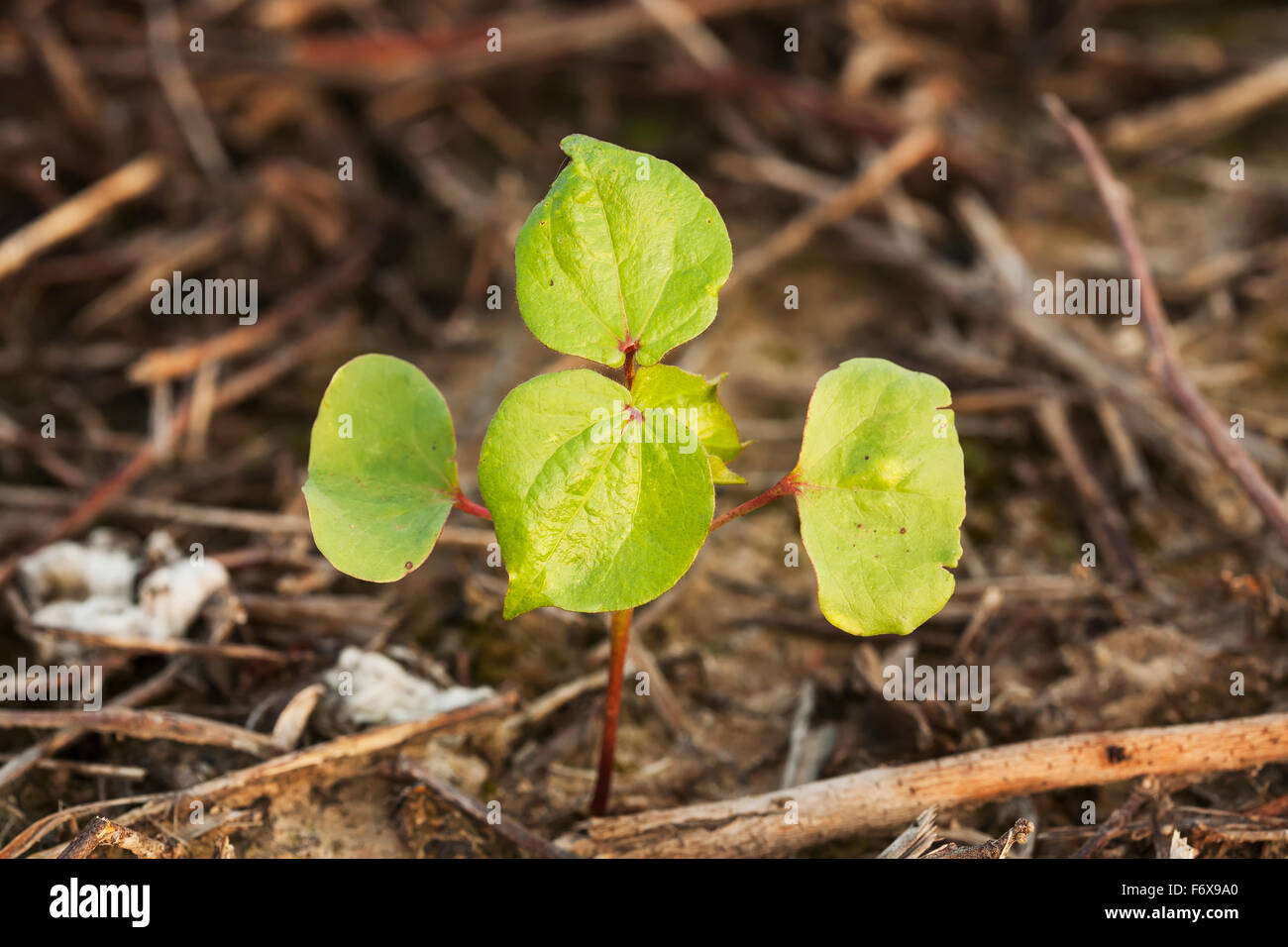 Two true leaf stage hi-res stock photography and images - Alamy