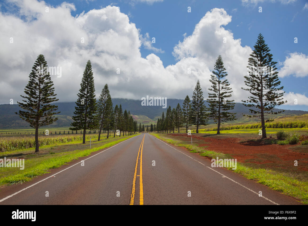 The sunny tree-lined Manele Road, Highway 440; Lanai, Hawaii, United ...