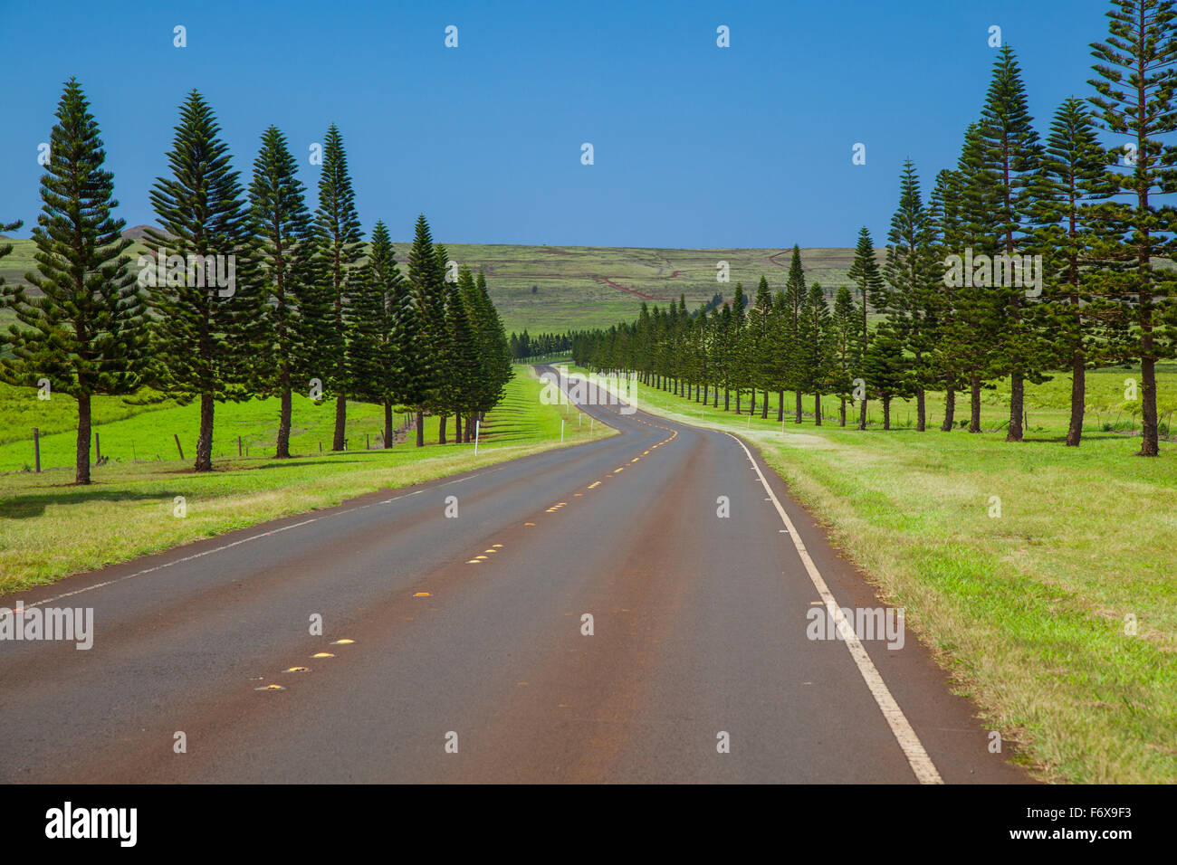 The sunny tree-lined Manele Road, Highway 440; Lanai, Hawaii, United ...