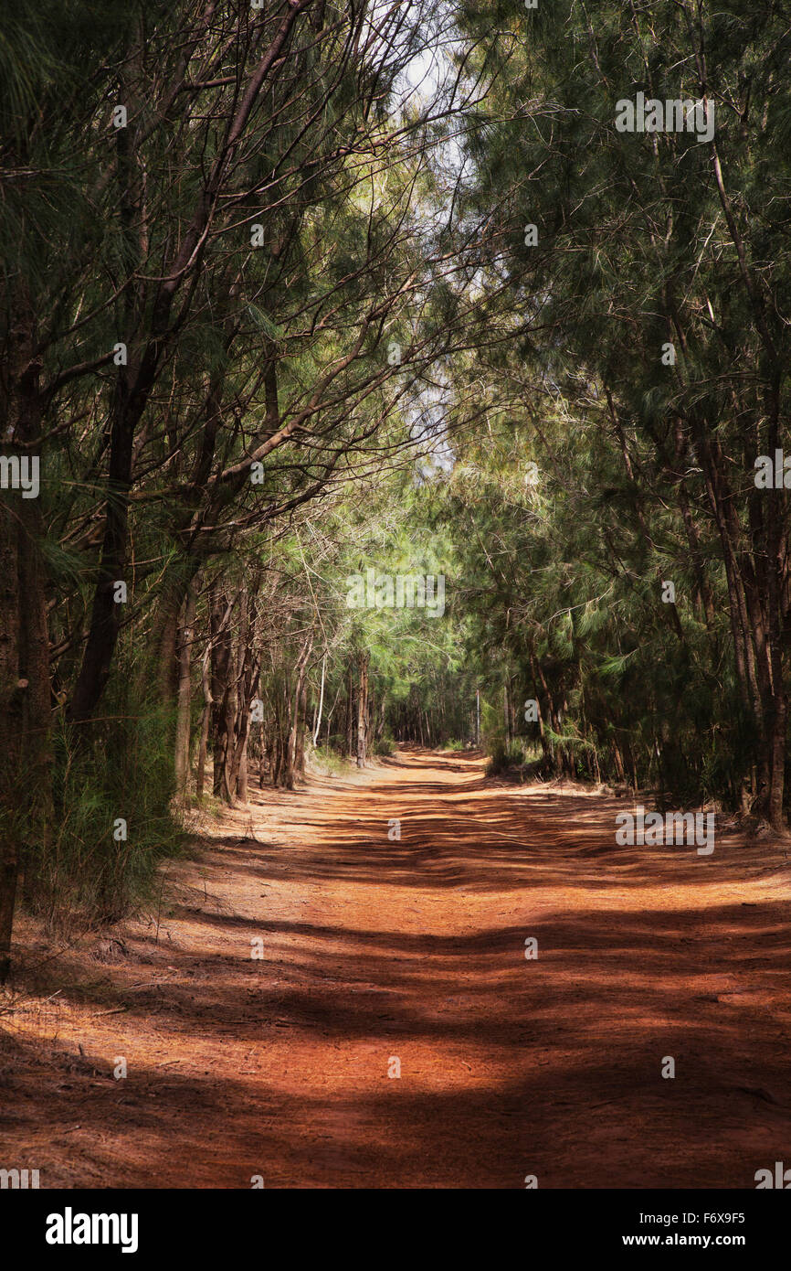 The tree-lined Mahana Trail; Lanai, Hawaii, United States of America ...