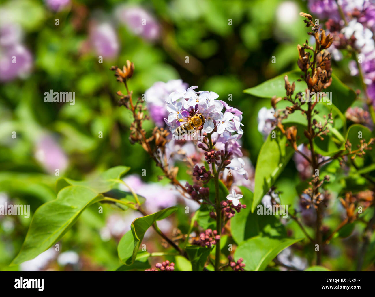 Honey bees pollinating lilac flowers in late spring, Parkland County ...