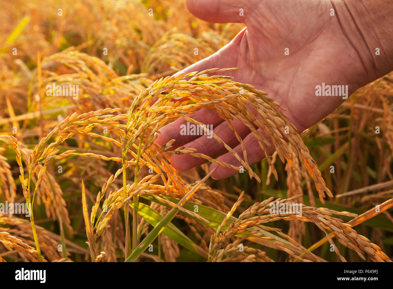 Arkansas rice hi-res stock photography and images - Alamy