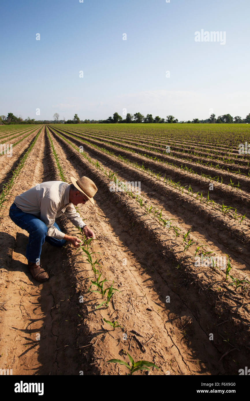 NoneCrop consultant inspecting conventional till corn seedling at four ...