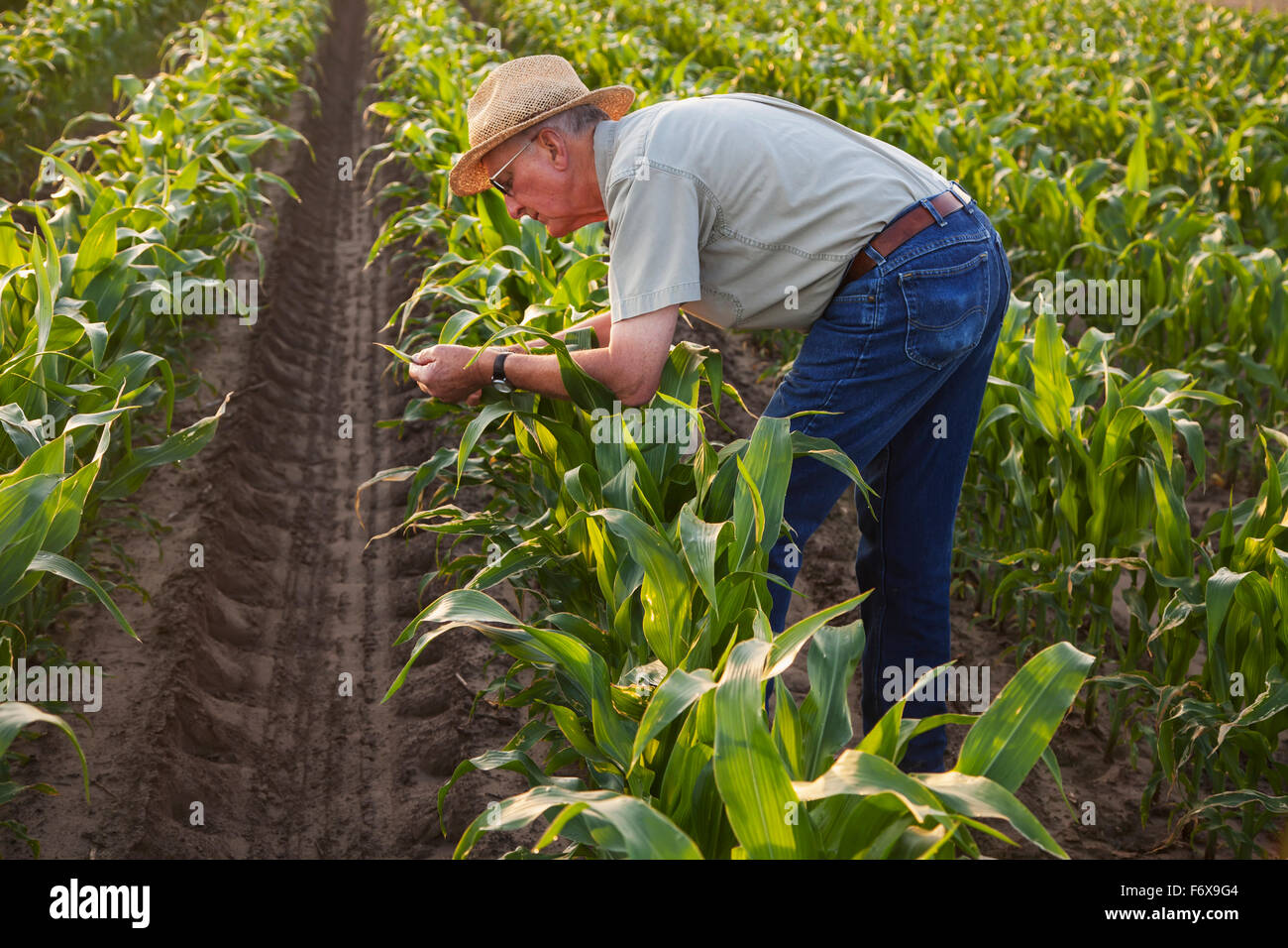 Farmer checks knee high, conventional till corn for signs of insect ...