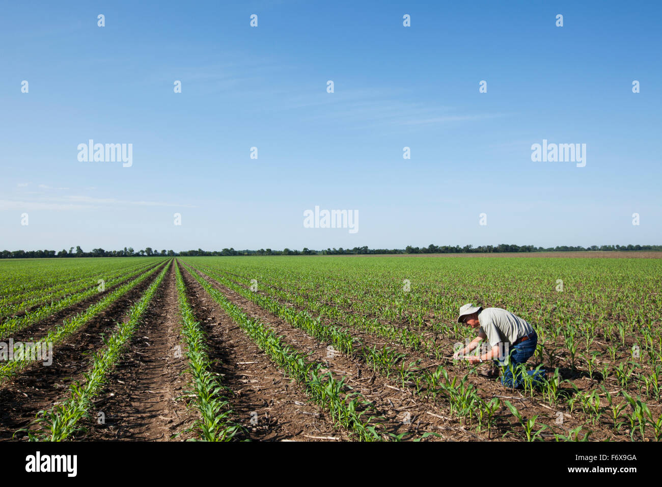 Farmer checking young corn plants at five to six leaf stage for insect ...