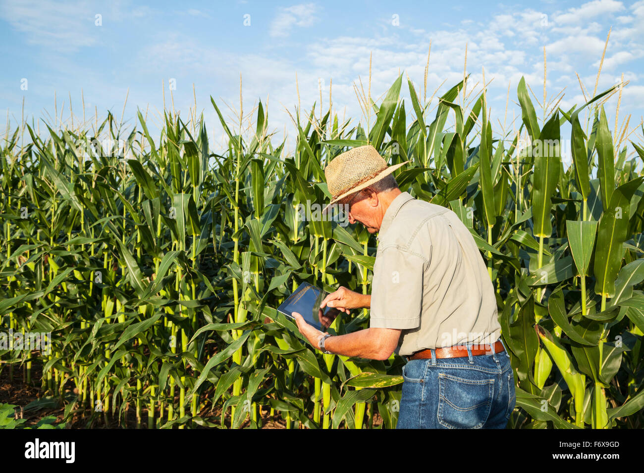 Kernel filling stage hi-res stock photography and images - Alamy