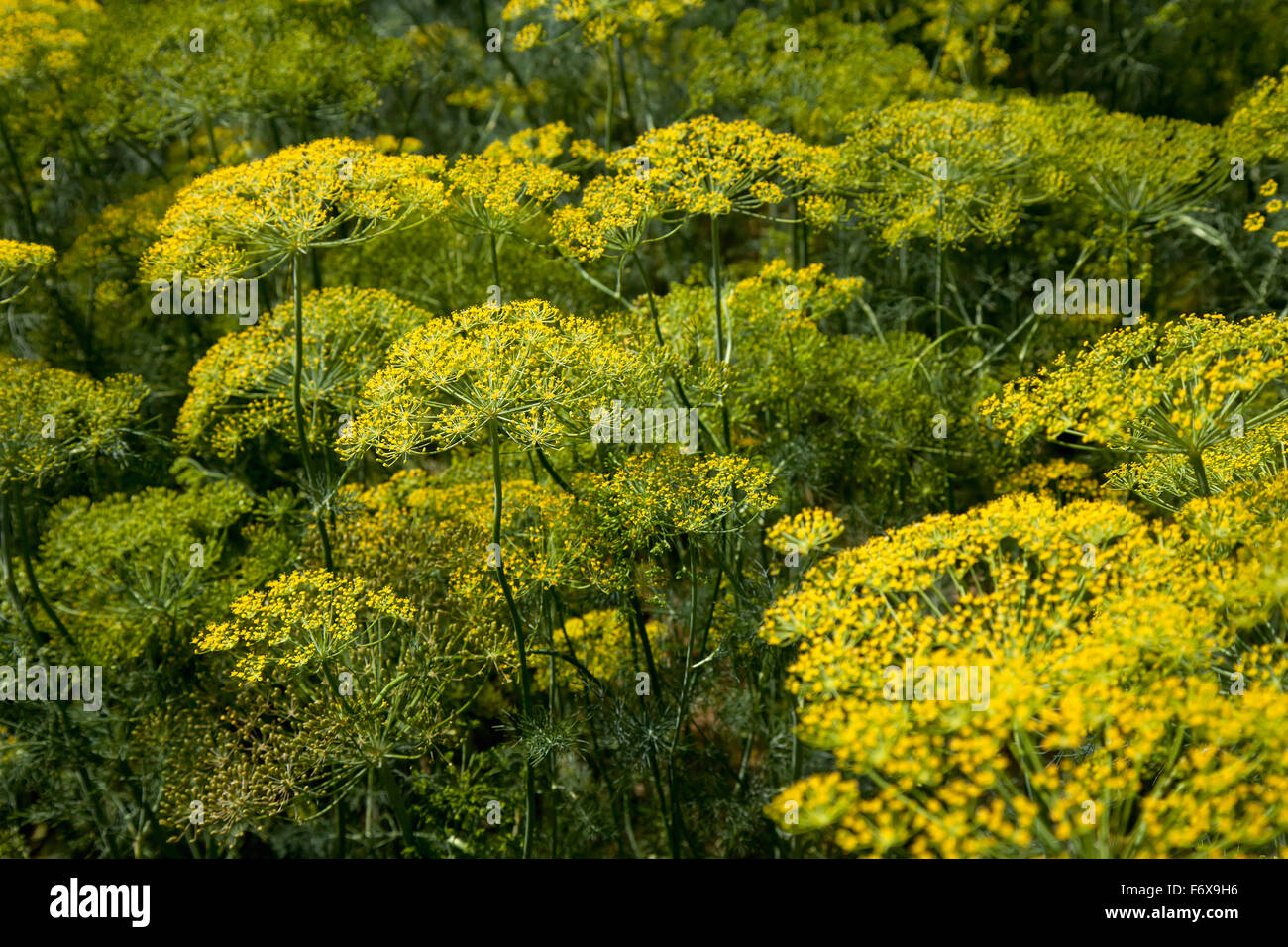 Close up view of flowering dill plants as seen on a commercial farm in ...