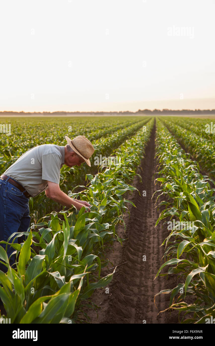 Farmer checking for signs of insect pest damage and leaf disease, knee ...
