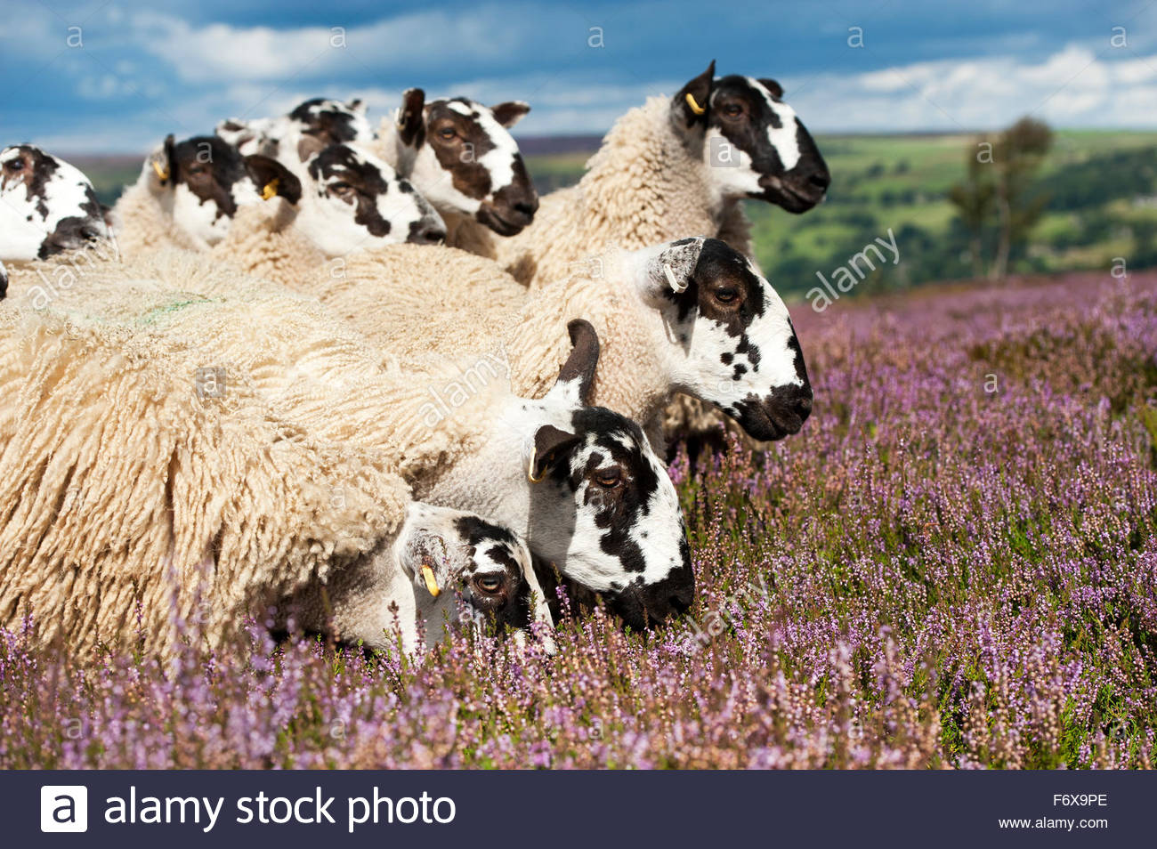 Dalesbred Sheep Stock Photos & Dalesbred Sheep Stock Images - Alamy