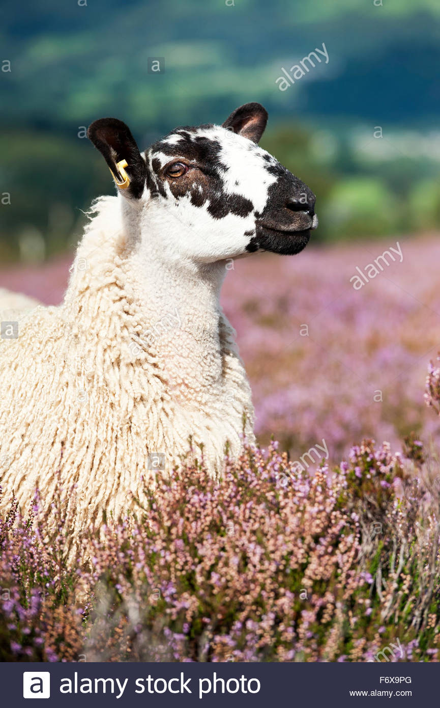 Dalesbred Sheep Stock Photos & Dalesbred Sheep Stock Images - Alamy