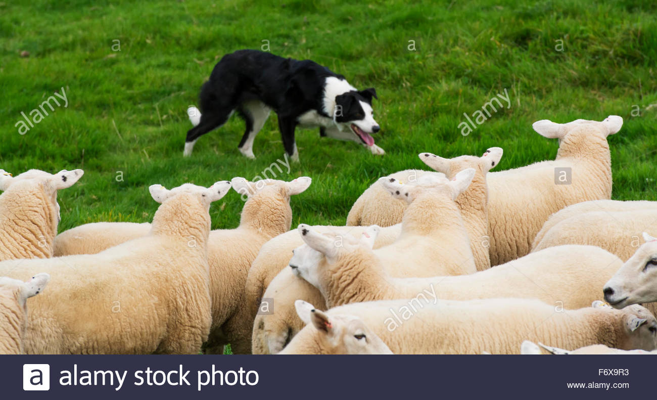 Sheepdog Herding Sheep Stock Photos & Sheepdog Herding Sheep Stock ...