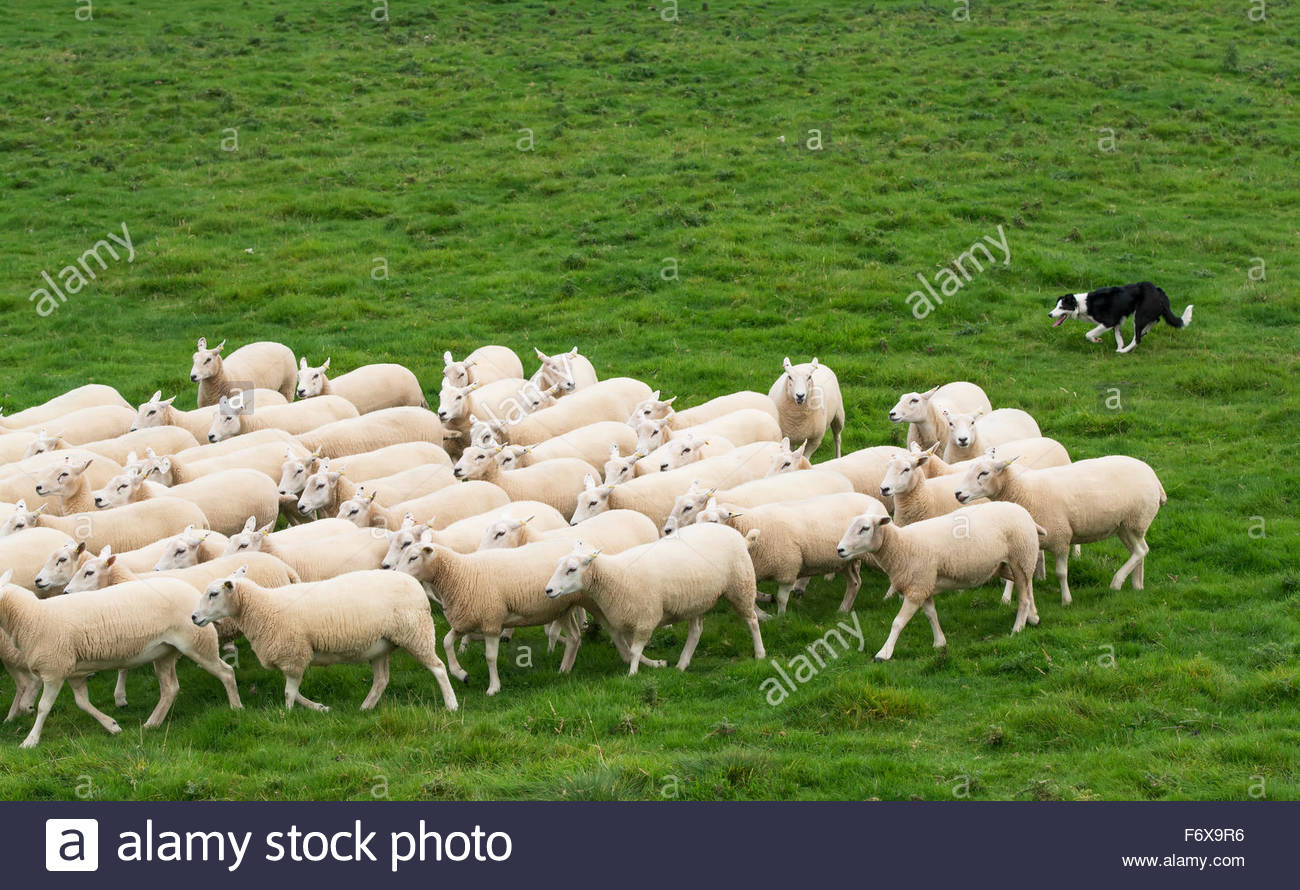 Sheepdog Herding Sheep Stock Photos & Sheepdog Herding Sheep Stock ...