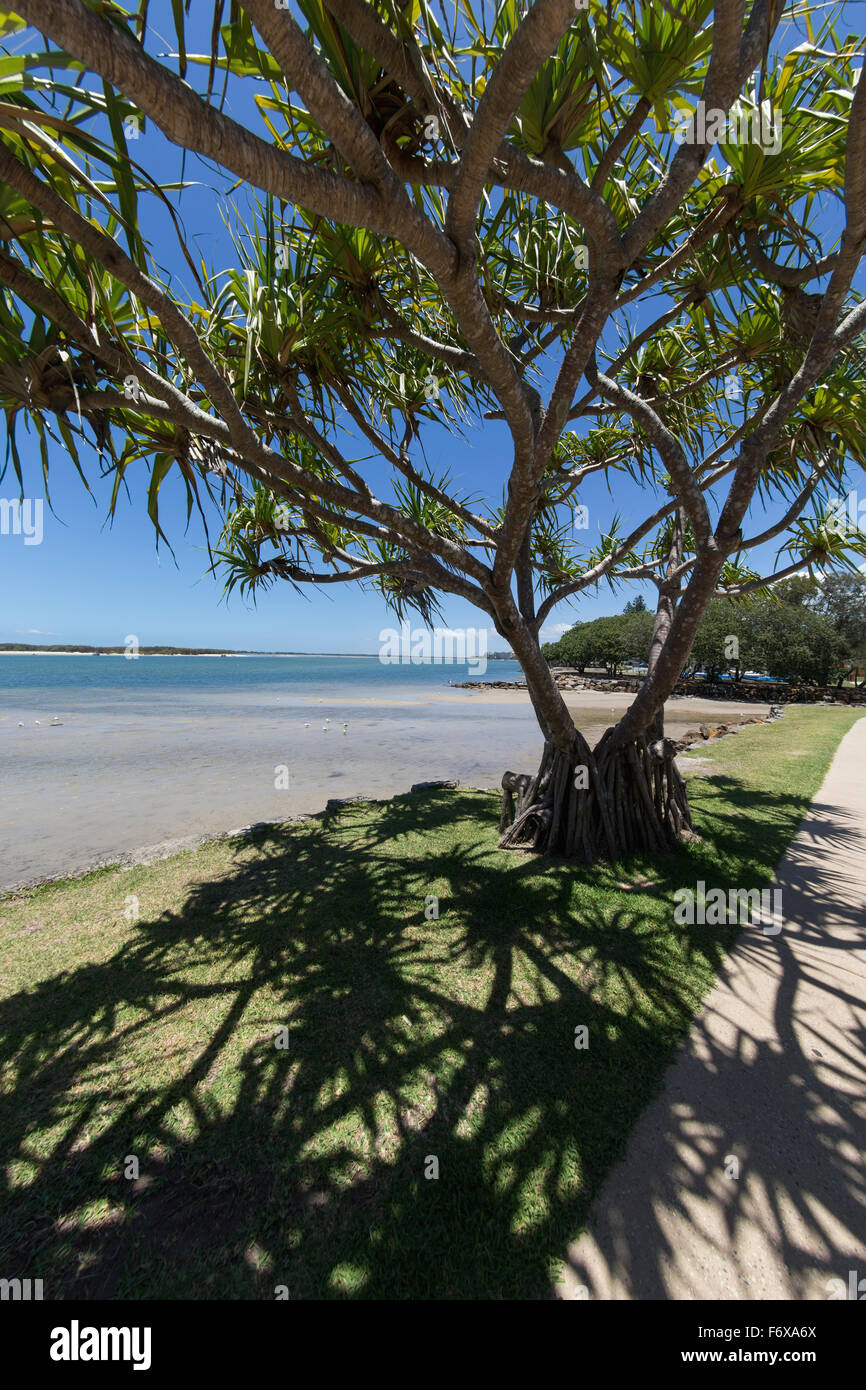A tree casting a shadow on the grass beside the beach; Caloundra ...