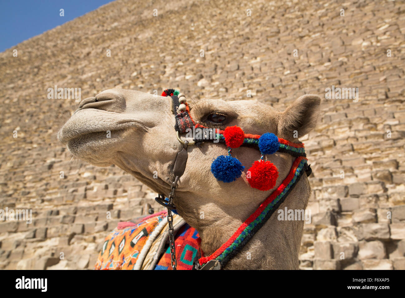 Camel, Great Pyramid of Cheops (background), The Giza Pyramids; Giza ...
