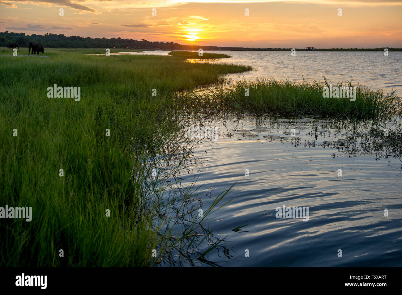 Chobe River with African Elephant (Loxodonta) at sunset, Chobe National ...