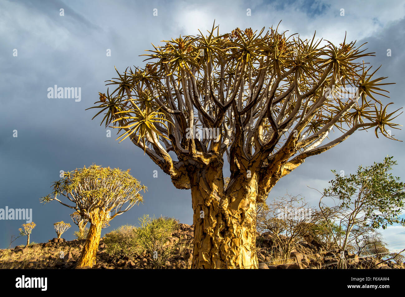 Quiver tree (Aloe dichotoma) forest in the Playground of the Giants ...