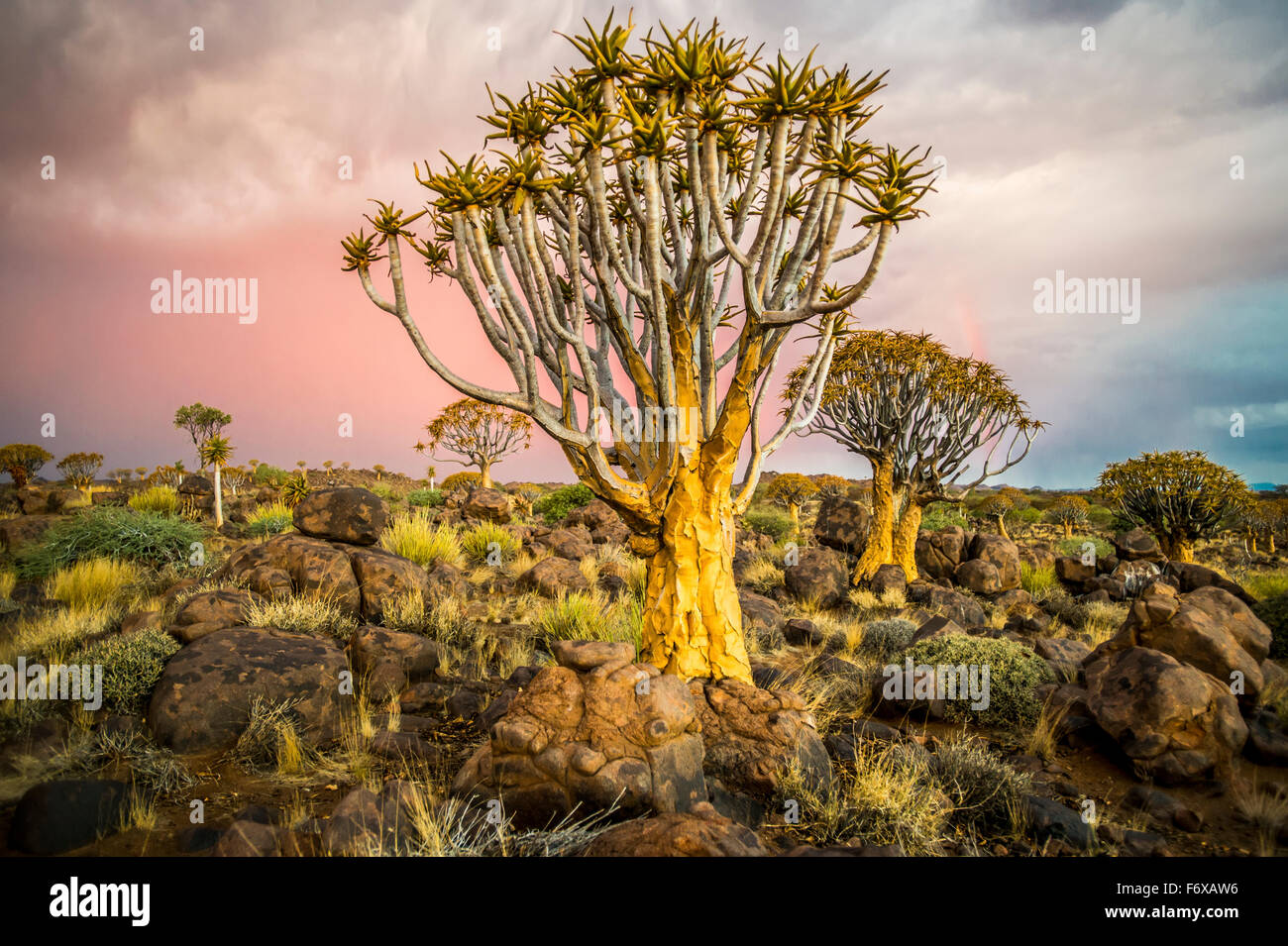 Quiver tree (Aloe dichotoma) forest in the Playground of the Giants ...