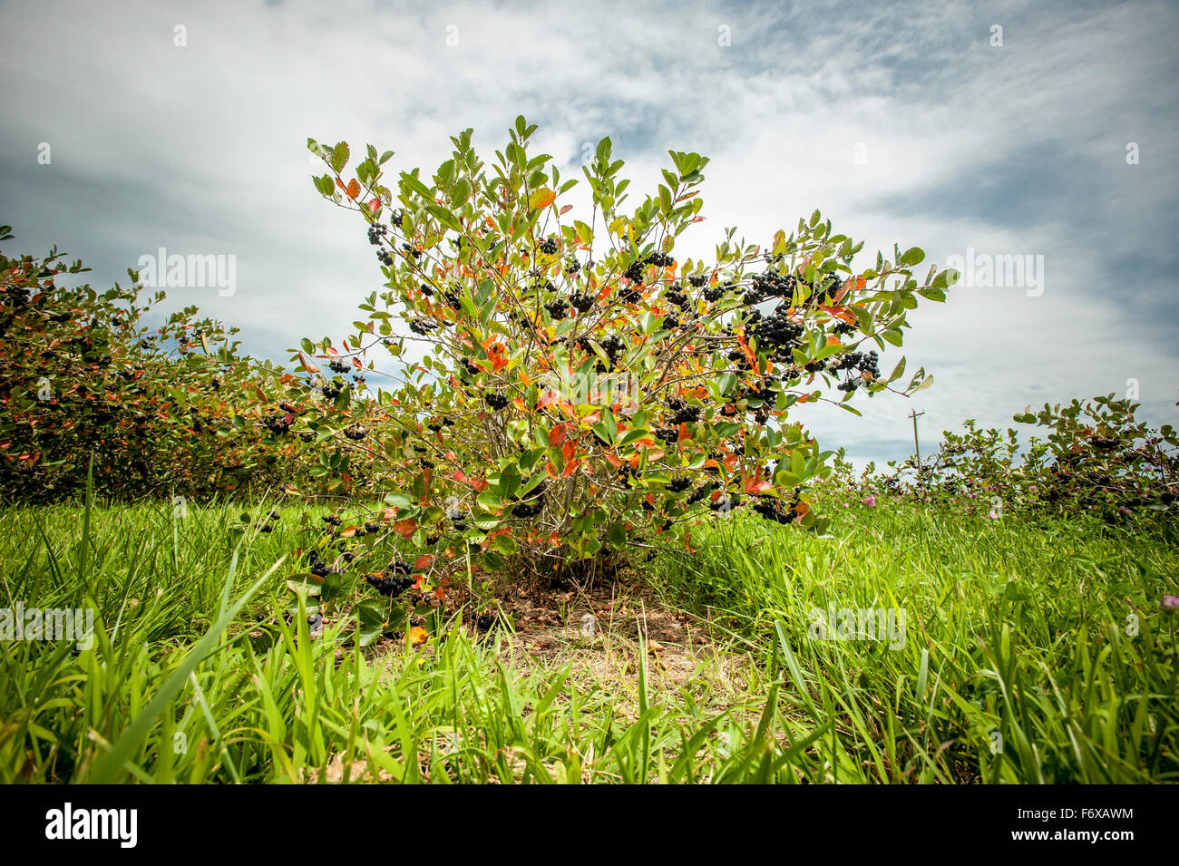 Wild Aronia (Chokeberry) bush (melanocarpa); Queenstown, Maryland ...