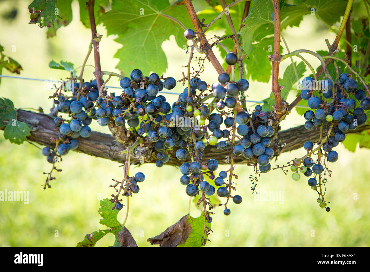 Purple wine grapes growing on vine; Maryland, United States of America ...