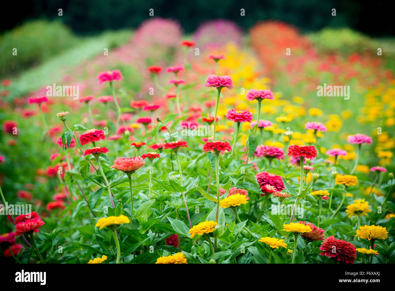 Zinnias in farm field hi-res stock photography and images - Alamy