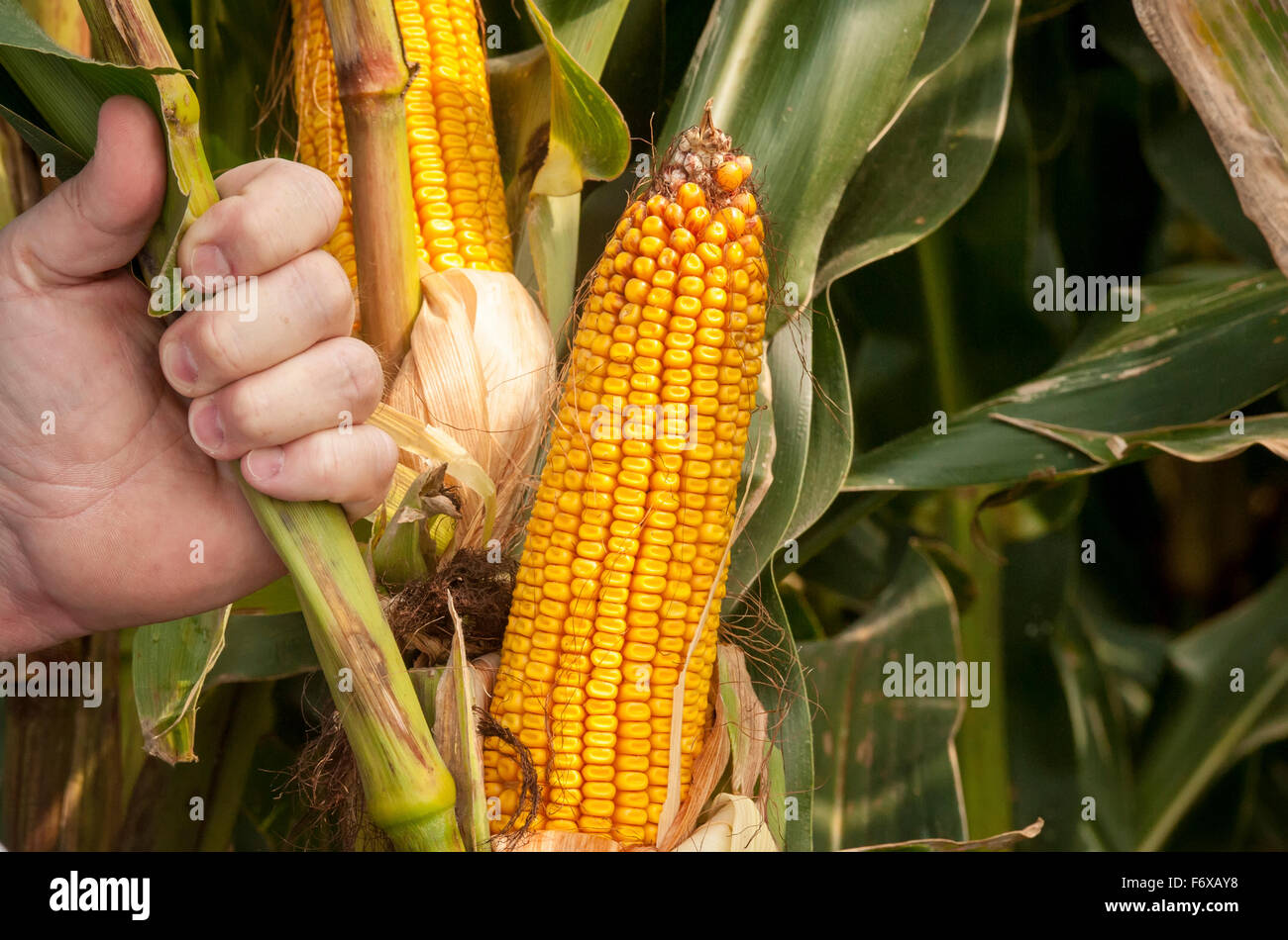 Man's hand holding stalk of corn plant near shucked corn; Clear Spring ...