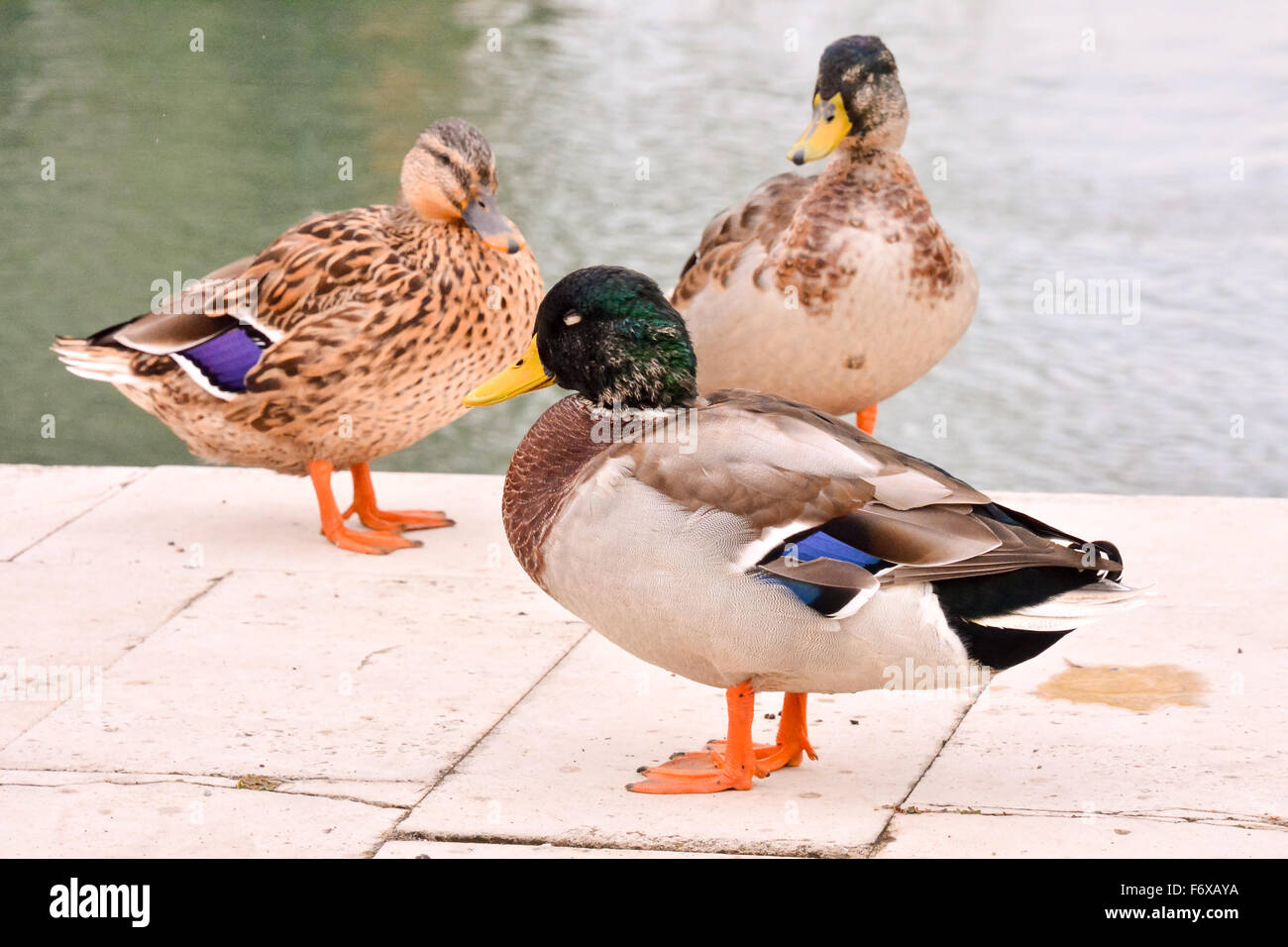 Water Bird Duck Stock Photo - Alamy