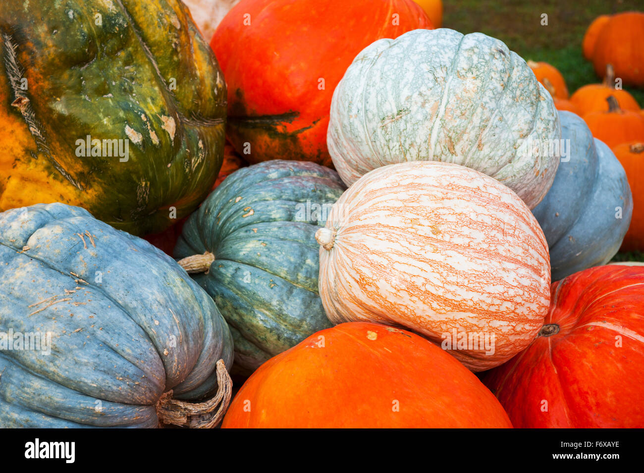 American pumpkins freshness hi-res stock photography and images - Alamy