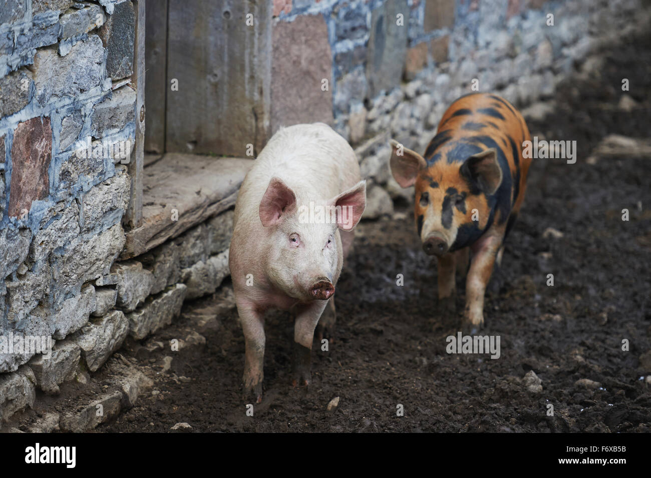 The Mane Intent equestrian centre, pigs in their pen; Keane, Ontario ...