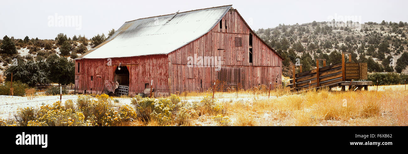 An early snowstorm dusts an old red barn roof, the blooming chamisa and ...