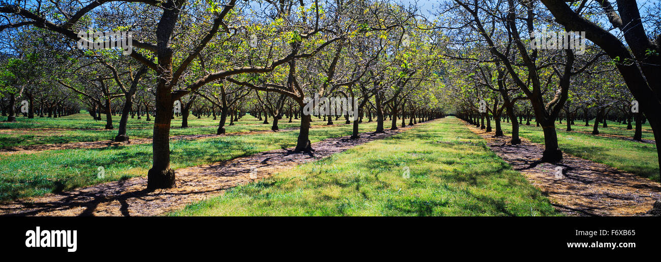Walnut trees hi-res stock photography and images - Alamy