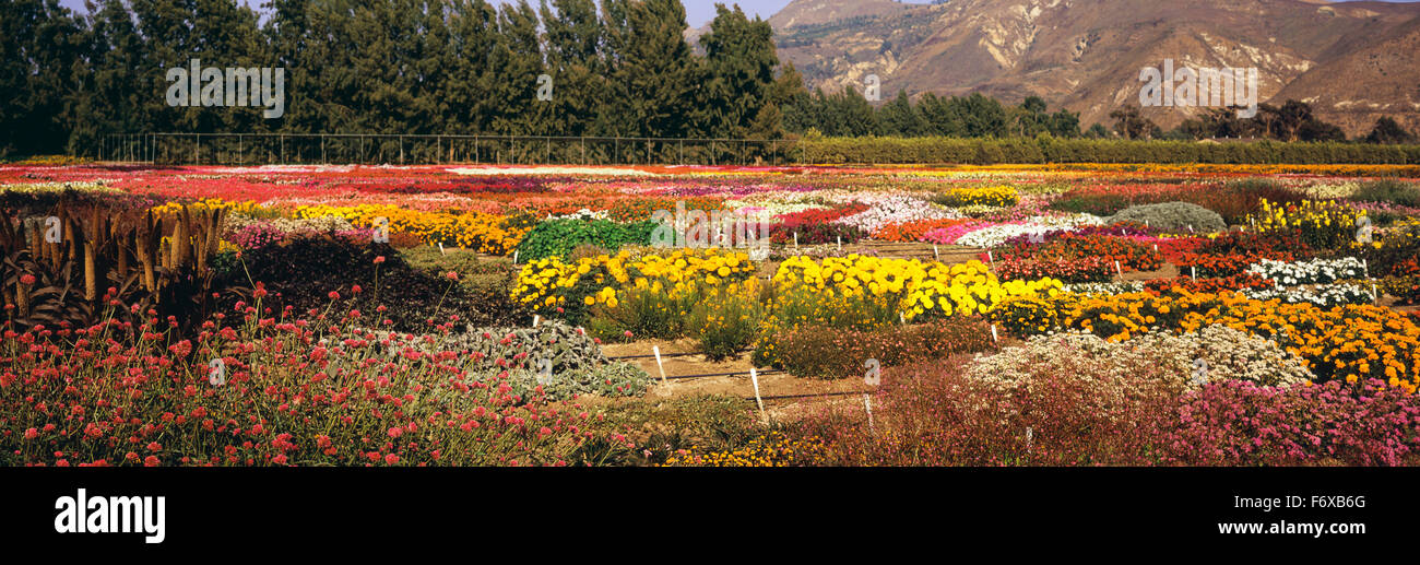Multiple flower varieties are planted in a patchwork and seen in late ...