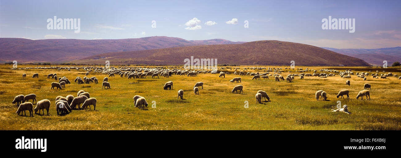 Labrador sheep dog hi-res stock photography and images - Alamy