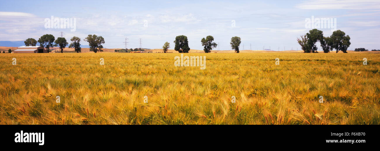 A field of nearly ripe winter wheat is seen in late spring with trees ...