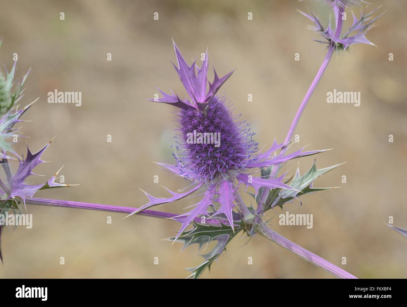 Eryngo hi-res stock photography and images - Alamy