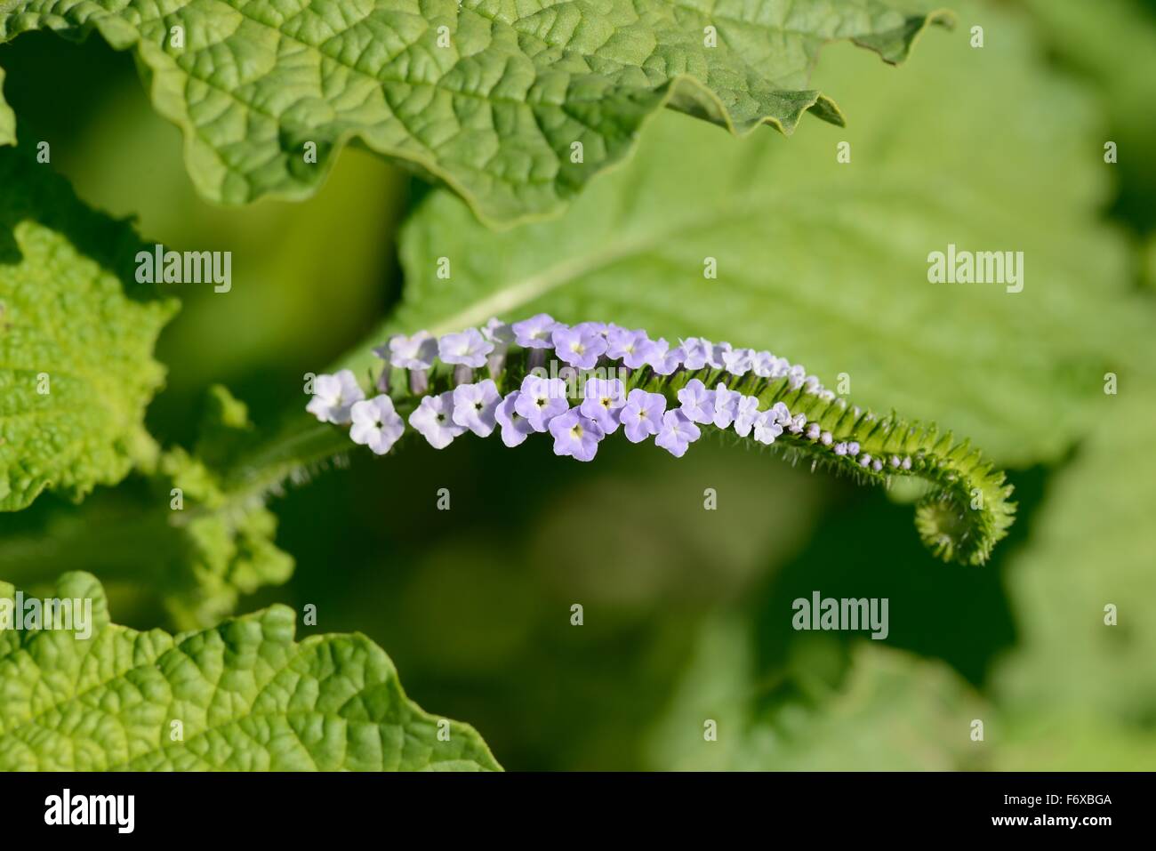 Heliotropium indicum l hi-res stock photography and images - Alamy