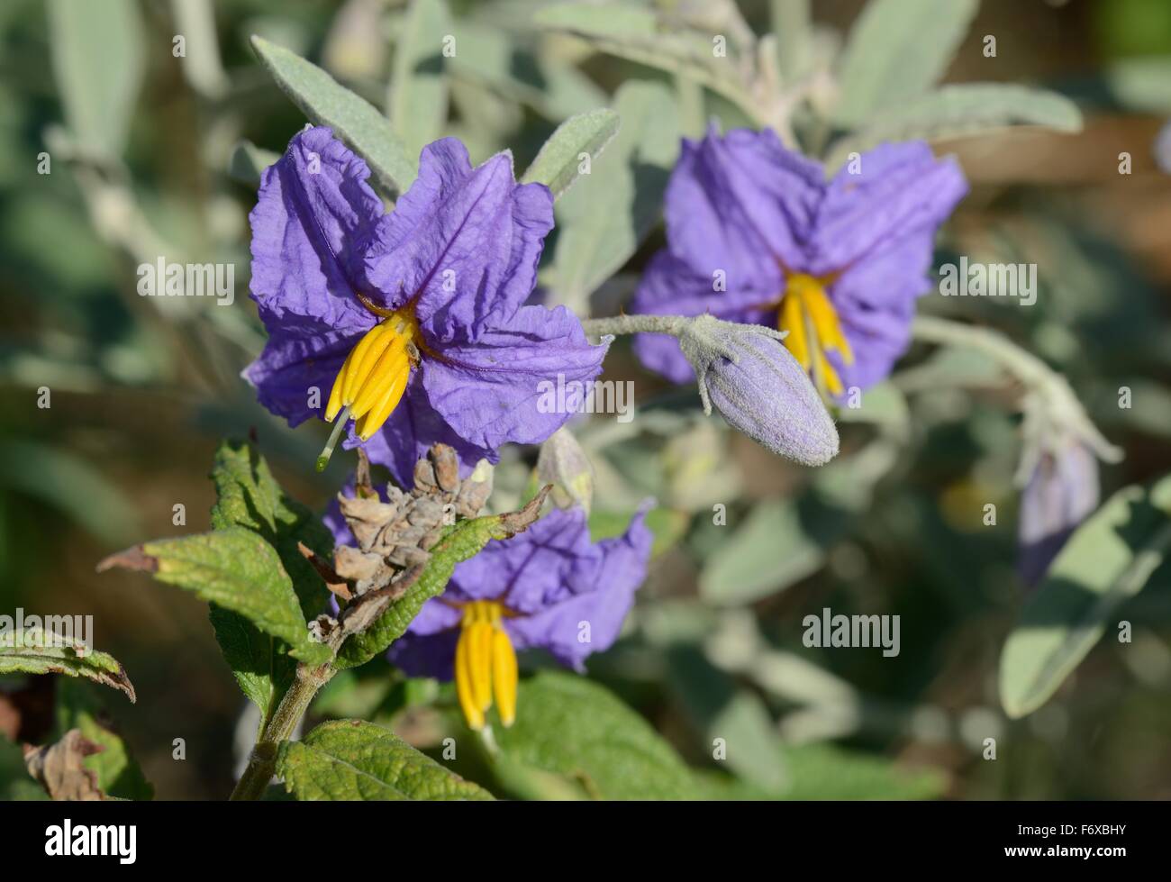 Nightshade hi-res stock photography and images - Alamy