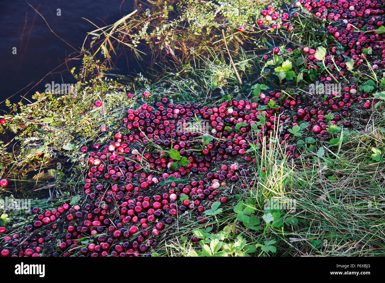 Wild Cranberry Plant