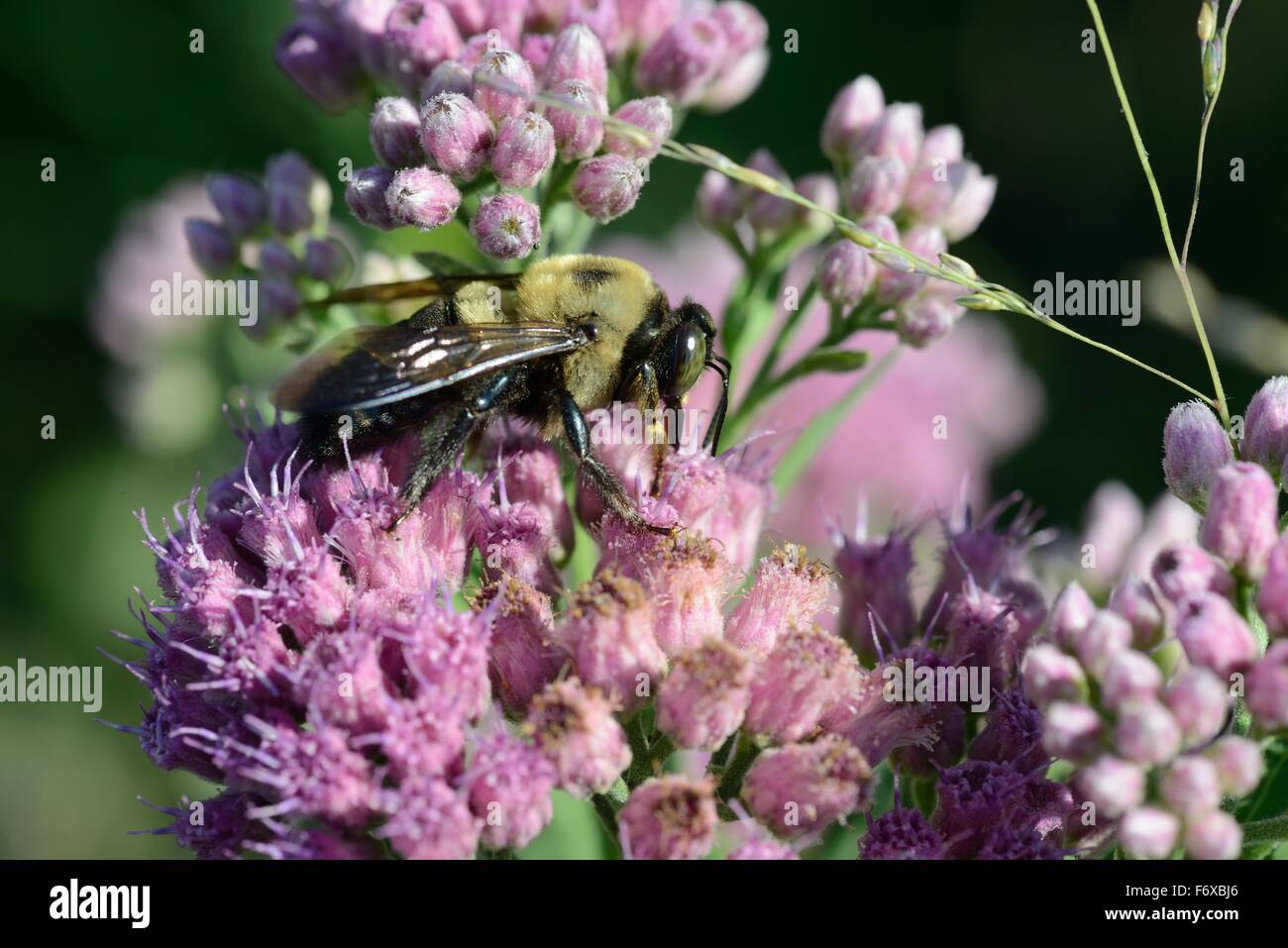 Eastern bee hi-res stock photography and images - Alamy