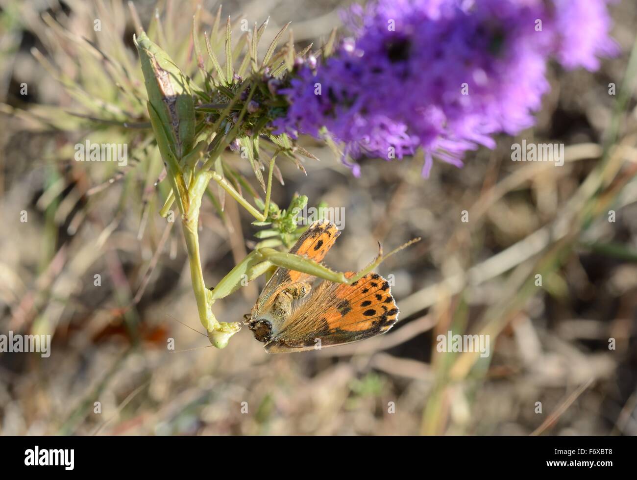 Praying mantis eating a butterfly Stock Photo - Alamy