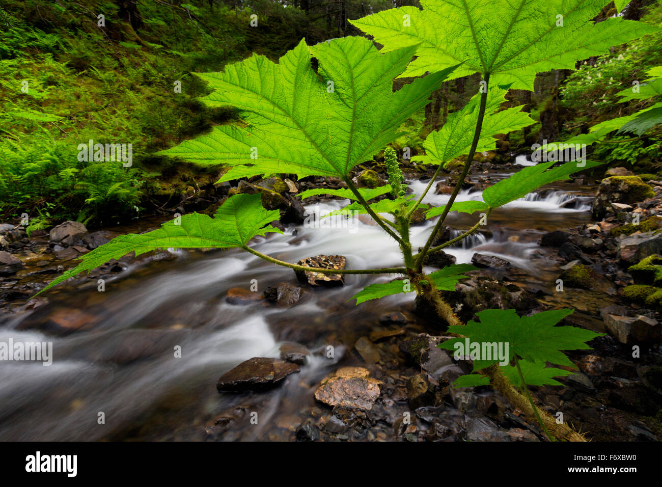 Close up of the large green leaves of Devil's Club (Oplopanax horridus ...