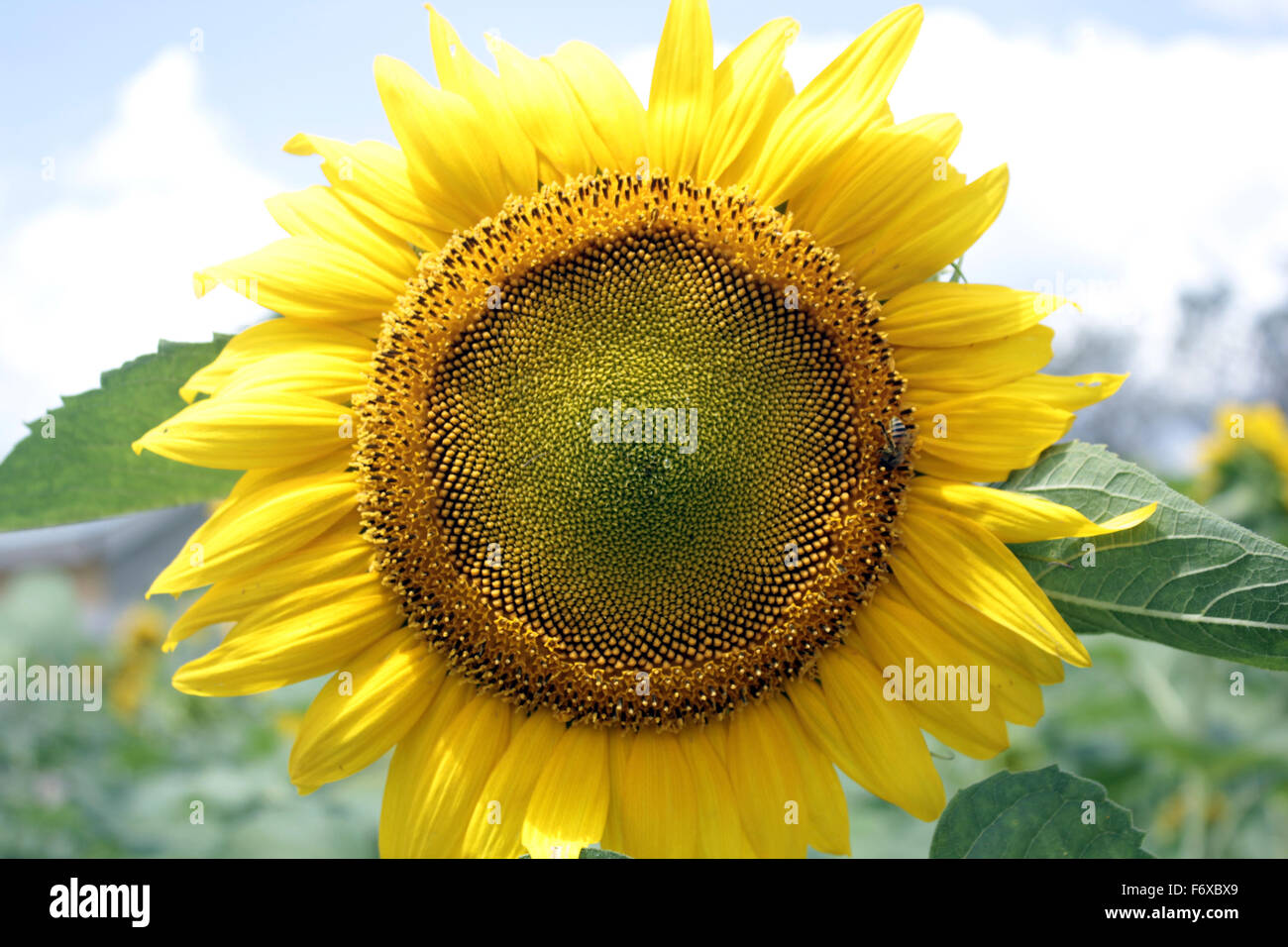 Oil Collecting Bees High Resolution Stock Photography and Images - Alamy