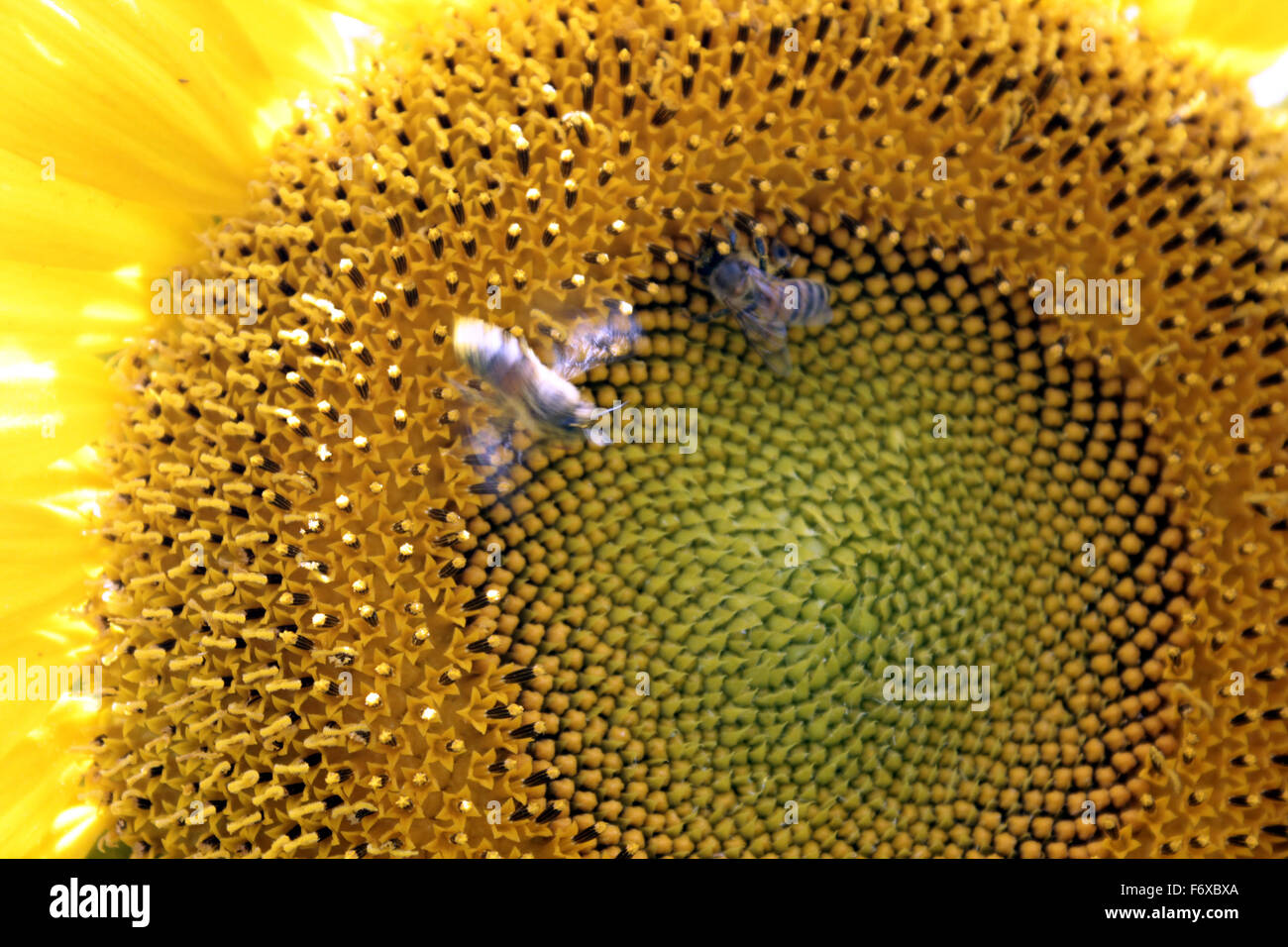 Oil collecting bees hi-res stock photography and images - Alamy