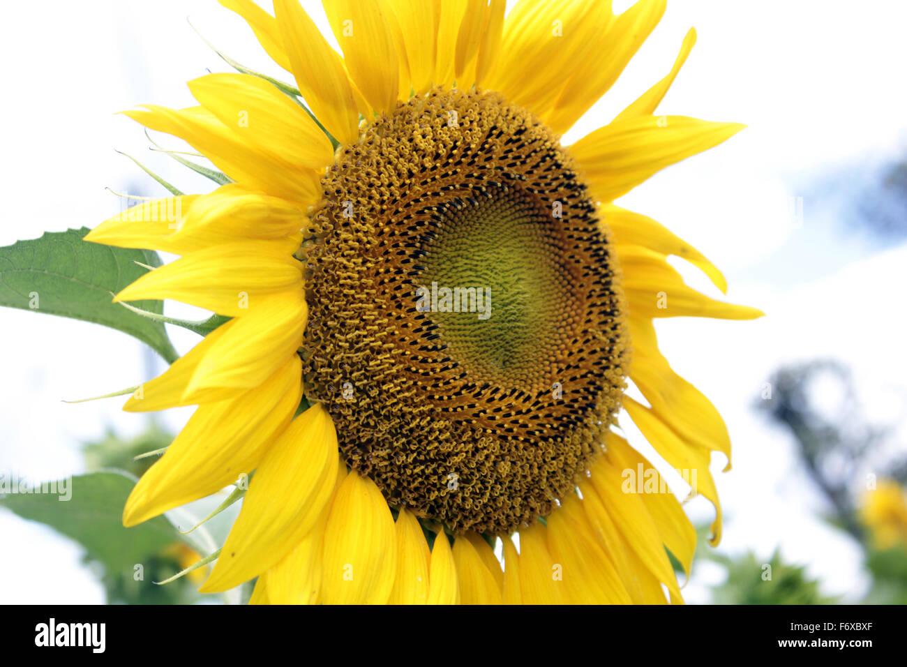 A sunflower plan flowers in northern Uganda Stock Photo - Alamy