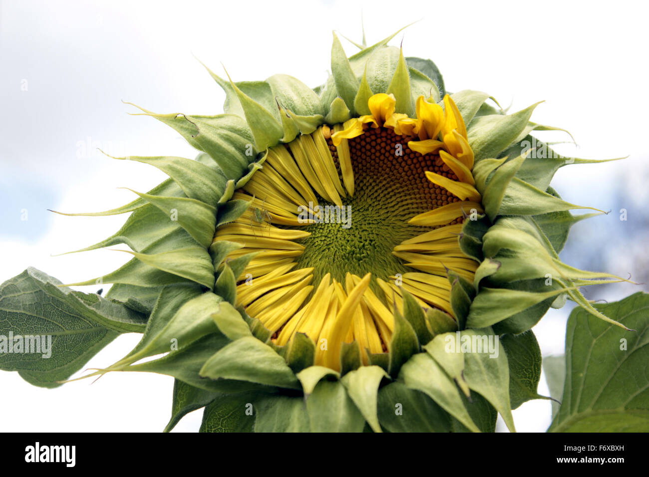 A sunflower bud in a garden in northern Uganda Stock Photo - Alamy